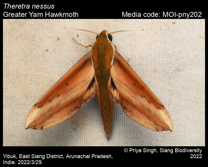 Theretra nessus (Drury, 1773) - Greater Yam Hawkmoth | Moths